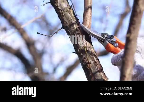 A hand in a garden glove cuts a thin tree branch with a sharp metal ...