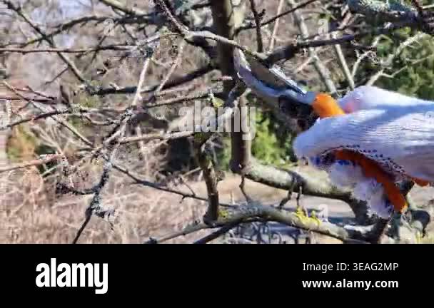 A hand in a garden glove cuts a thin tree branch with a sharp metal ...