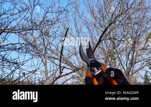 A hand in a garden glove cuts a thin tree branch with a sharp metal ...