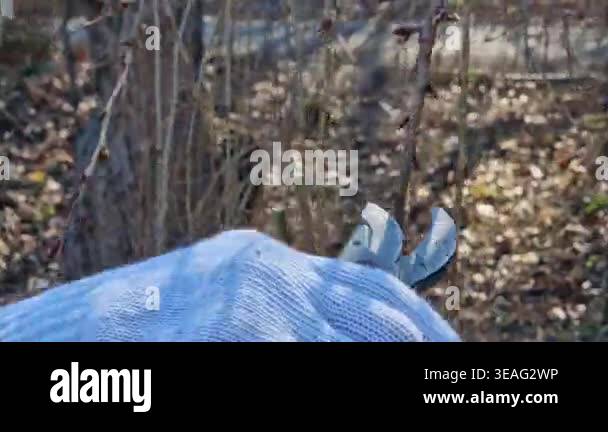 A hand in a garden glove cuts a thin tree branch with a sharp metal ...