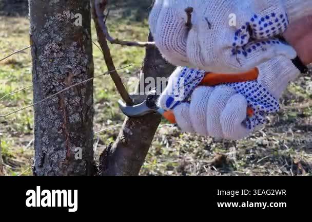 A hand in a garden glove cuts a thin tree branch with a sharp metal ...