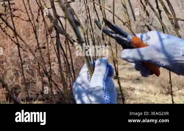 A hand in a garden glove cuts a thin tree branch with a sharp metal ...