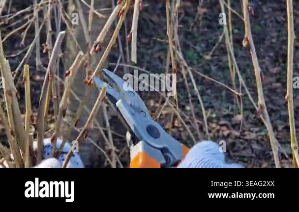 A hand in a garden glove cuts a thin tree branch with a sharp metal ...