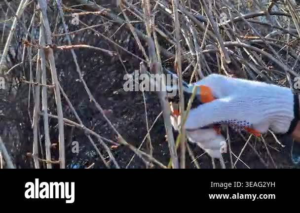 A hand in a garden glove cuts a thin tree branch with a sharp metal ...