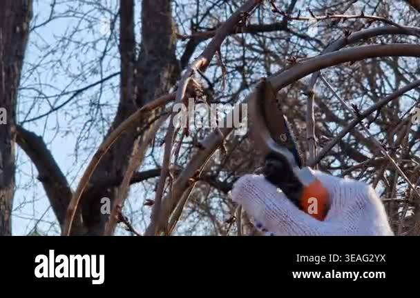 A hand in a garden glove cuts a thin tree branch with a sharp metal ...