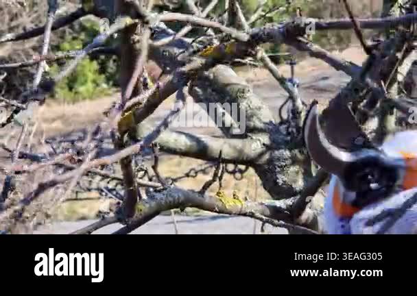A hand in a garden glove cuts a thin tree branch with a sharp metal ...