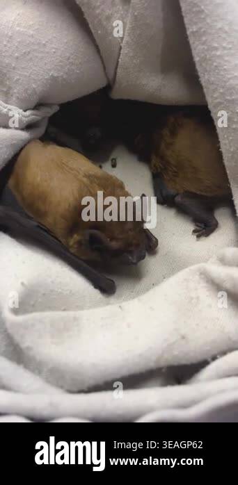 Bats resting in a cloth bag at a rehabilitation center. Concept of ...