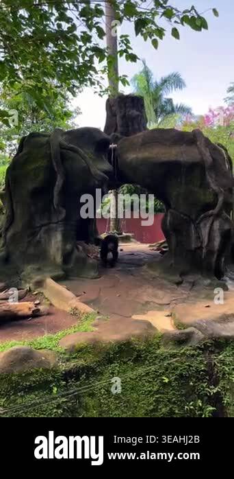 A sun bear (Biruang) in its enclosure at the Bali Zoo, Indonesia. This ...