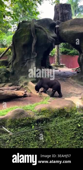 A sun bear (Biruang) wanders around its enclosure at a Bali zoo ...