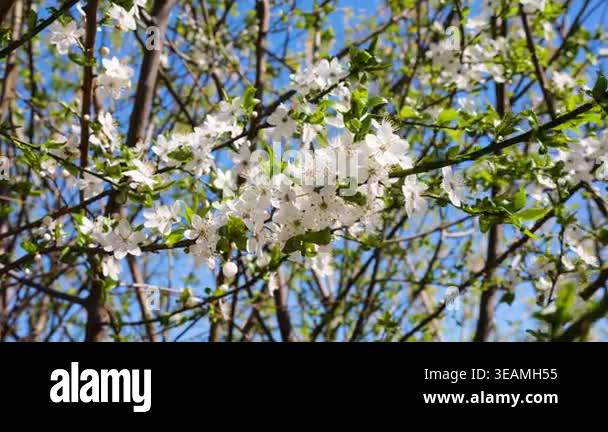 White cherry blossom branches swaying in the wind against a blue sky ...