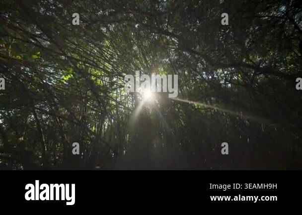 Sunlight pierces through dense bamboo forest canopy. Light rays shine ...