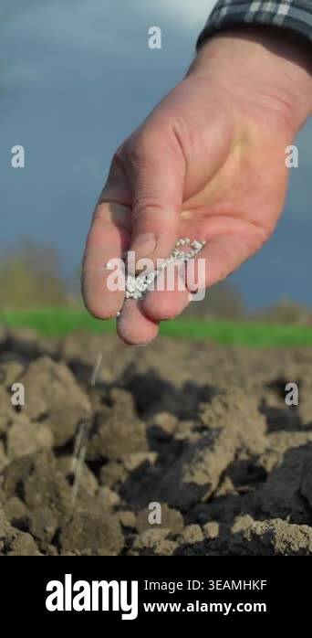 Hand of a farmer in a plaid shirt releases seeds over freshly tilled ...