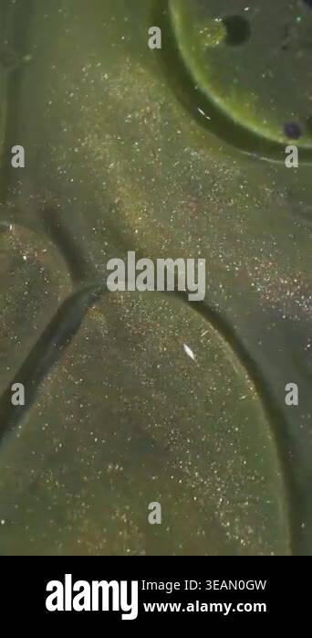 Vertical video. Oil circle. Bubble collagen. Defocused yellow purple ...