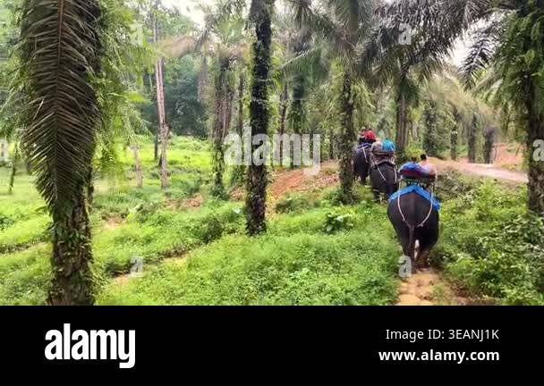 Phuket, Thailand - October 25, 2025. Elephant riding tourist activity ...