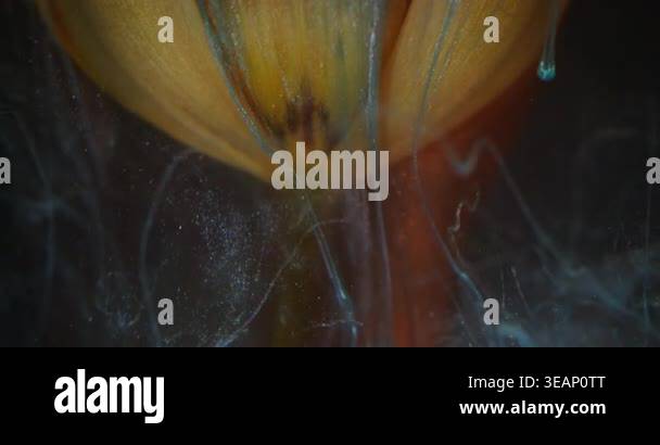 Nature flower. Petals drip. Defocused yellow red color tulip plant blue ...