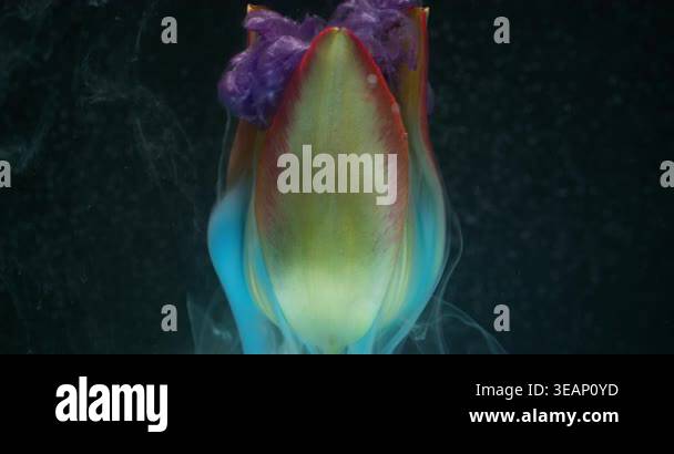 Flower steam. Ink drop. Blur purple blue color fume texture fog yellow ...