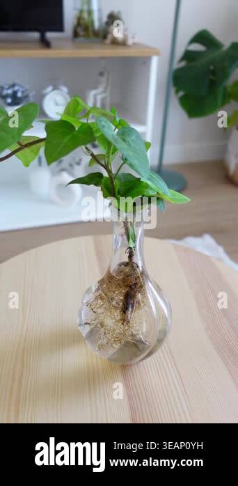 A plant is placed in water inside a glass vase. Roots are visible Stock ...