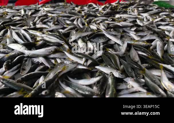 Fishermen bring in their daily catch of small fish for sale in the ...