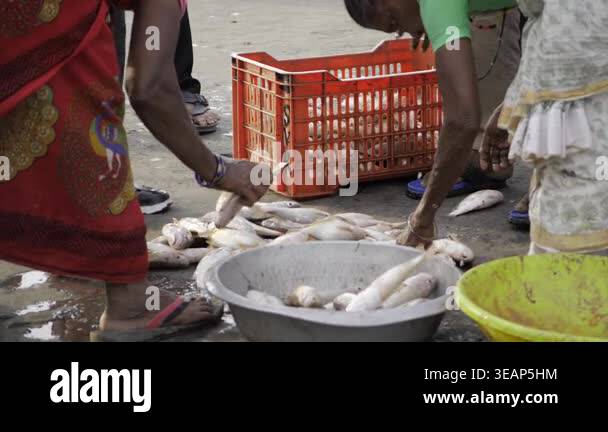 Two people cleaning fish near a large bowl in an outdoor market ...