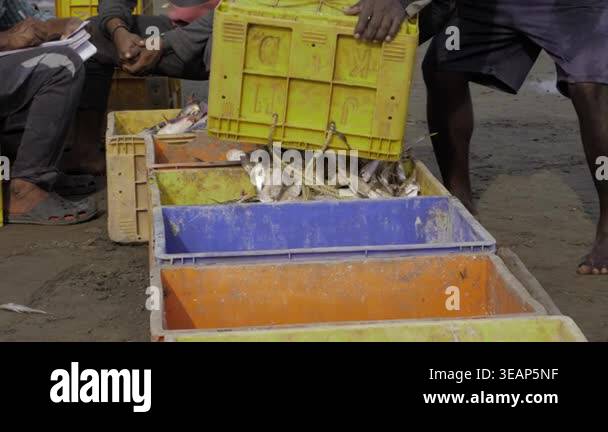 Person transferring fish from yellow crate to blue and orange ...