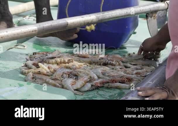 Person holding a fishing rod above a catch of shrimp on a boat deck ...