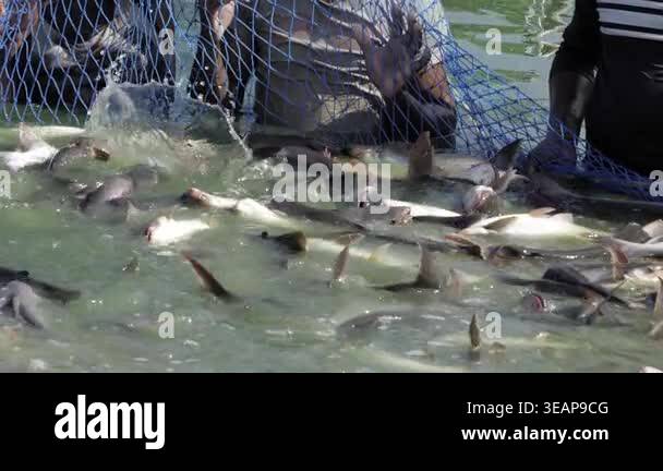 Person using a net to catch fish in a body of water with several fish ...