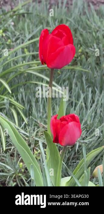 Two Vibrant Red Tulips Blooming in Spring Garden, Vertical Close-up ...