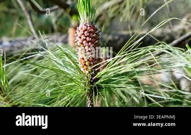 Canary Island pine cones on branch in forest. Pinus canariensis ...