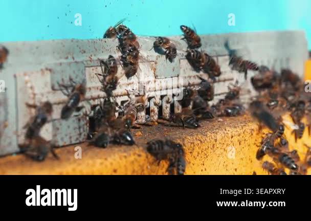 Close-up of bees actively flying in and out of modern colorful hive ...