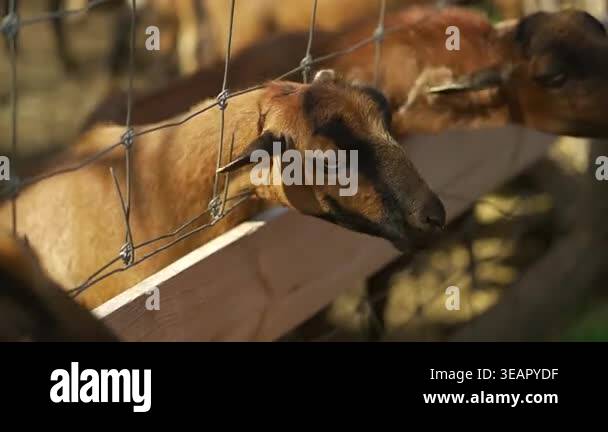 Visitors feed and engage with Cameroon goats on scenic eco-farm ...