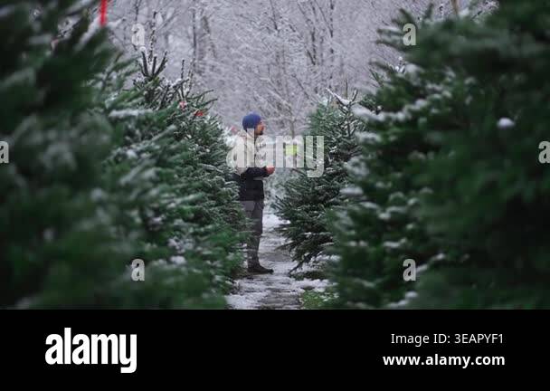 Winter wonderland scene of a Christmas tree farm in Germany, with snow ...