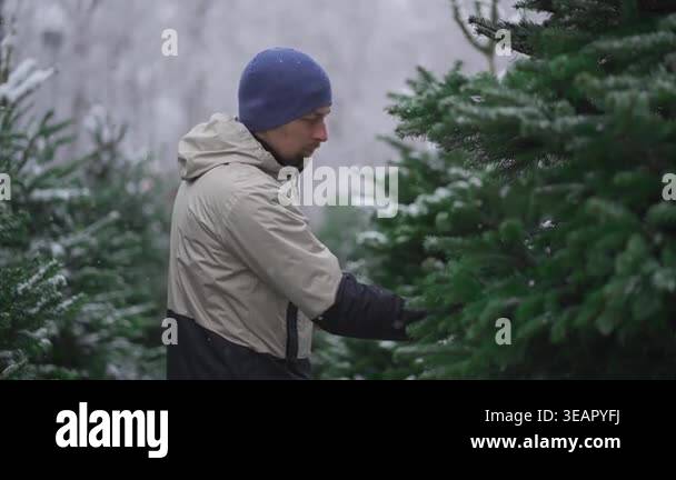 European Christmas tree farm in winter, snowflakes falling, festive ...