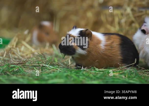 Several guinea pigs nestled in hay, showcasing their habitat. Focus is ...