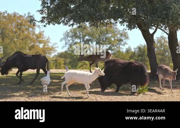 Group of various wild animals peacefully coexisting and grazing in a ...