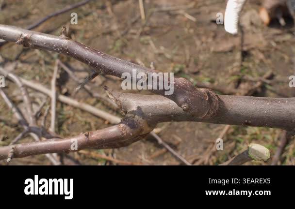Kyiv, Ukraine - April 5, 2026: Close-up of DeWalt battery powered ...