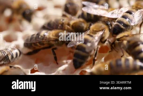 Bees in honeycomb hive work together. Honey production and beekeeping ...