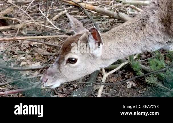 Young deer forages among fallen branches and leaves in a forest ...