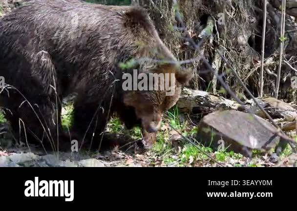 Brown bear searches for food in a natural forest environment ...