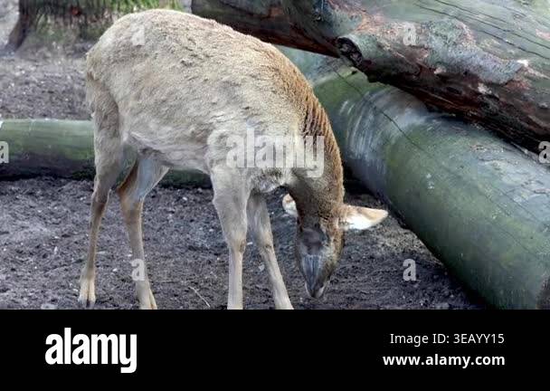 Brown deer is seen grazing near fallen logs in a natural setting ...