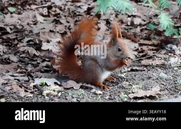 Red squirrel moves from sniffing the ground to holding a nut in its ...