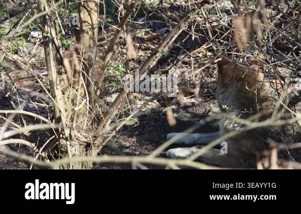 Gray wolf lies quietly in its natural habitat, partially hidden by ...