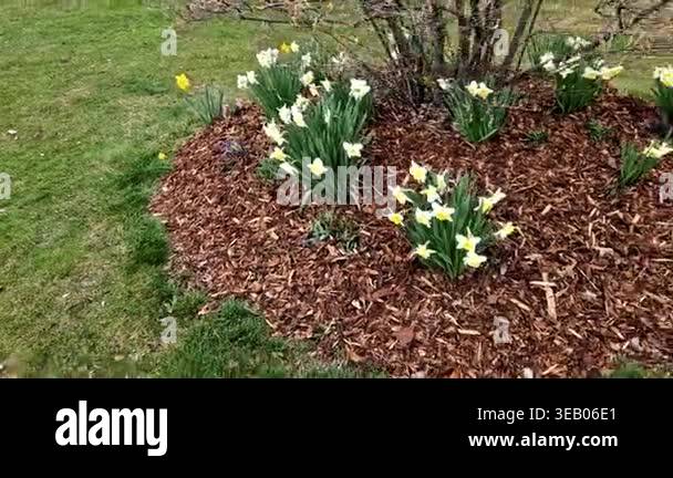 lovely white flowers lining the path are Daffodils specifically variety ...