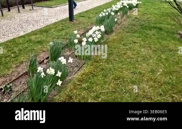 lovely white flowers lining the path are Daffodils specifically variety ...