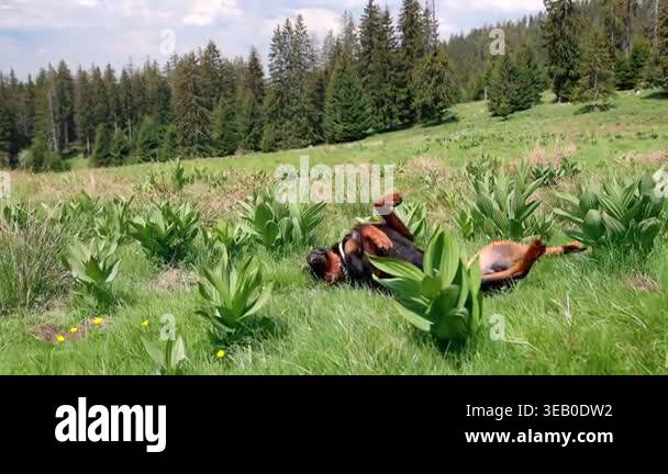 Cheerful playful guard dog and shepherd of the Rottweiler breed tumbles ...