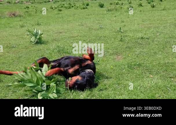 Cheerful playful guard dog and shepherd of the Rottweiler breed tumbles ...