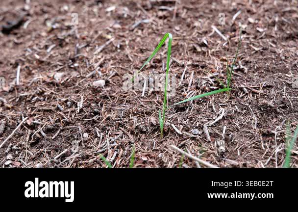 Many small hardworking fast insects - ants, which build a huge ...