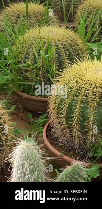 vertical video of large round potted cacti sold at a plant market ...