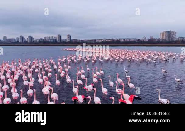 A stunning array of flamingos wades through calm waters, creating a ...