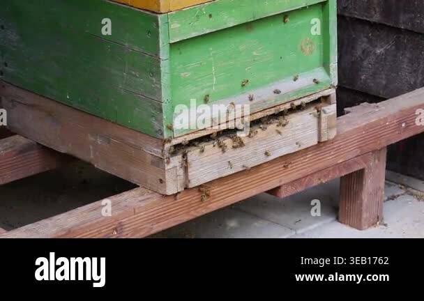 Bees flying around beehive entrance, active hive with honey production ...