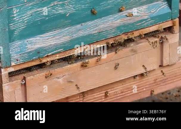 Close-up of bees flying in and out of beehive entrance, active hive ...